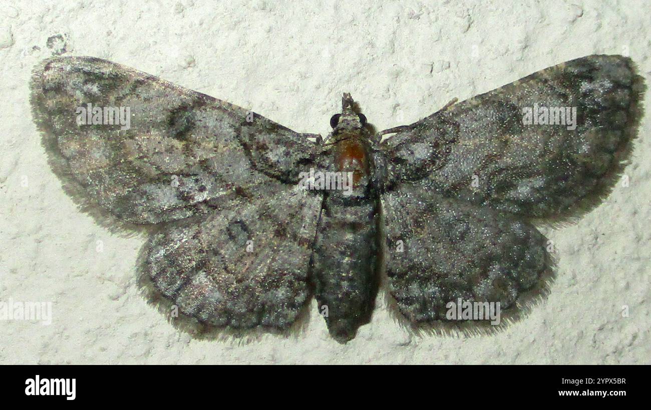 Geometer Moths (Geometridae Stock Photo - Alamy