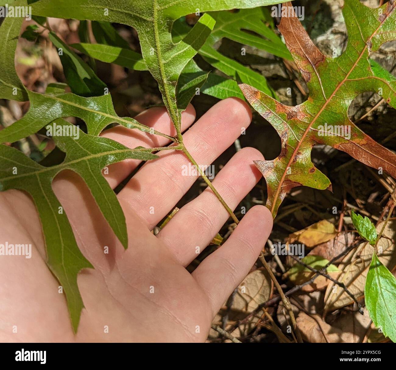 American turkey oak (Quercus laevis Stock Photo - Alamy