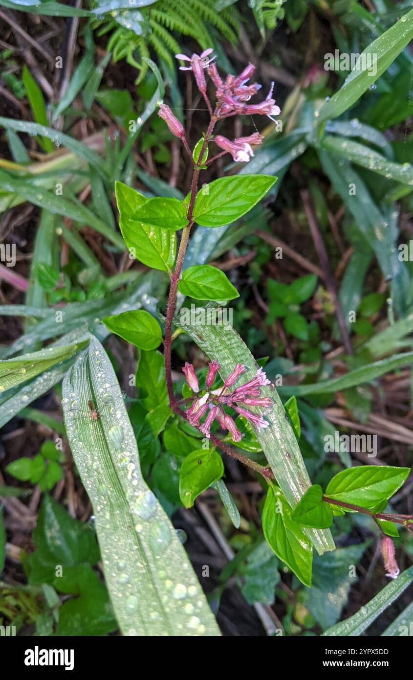 vascular plants (Tracheophyta Stock Photo - Alamy