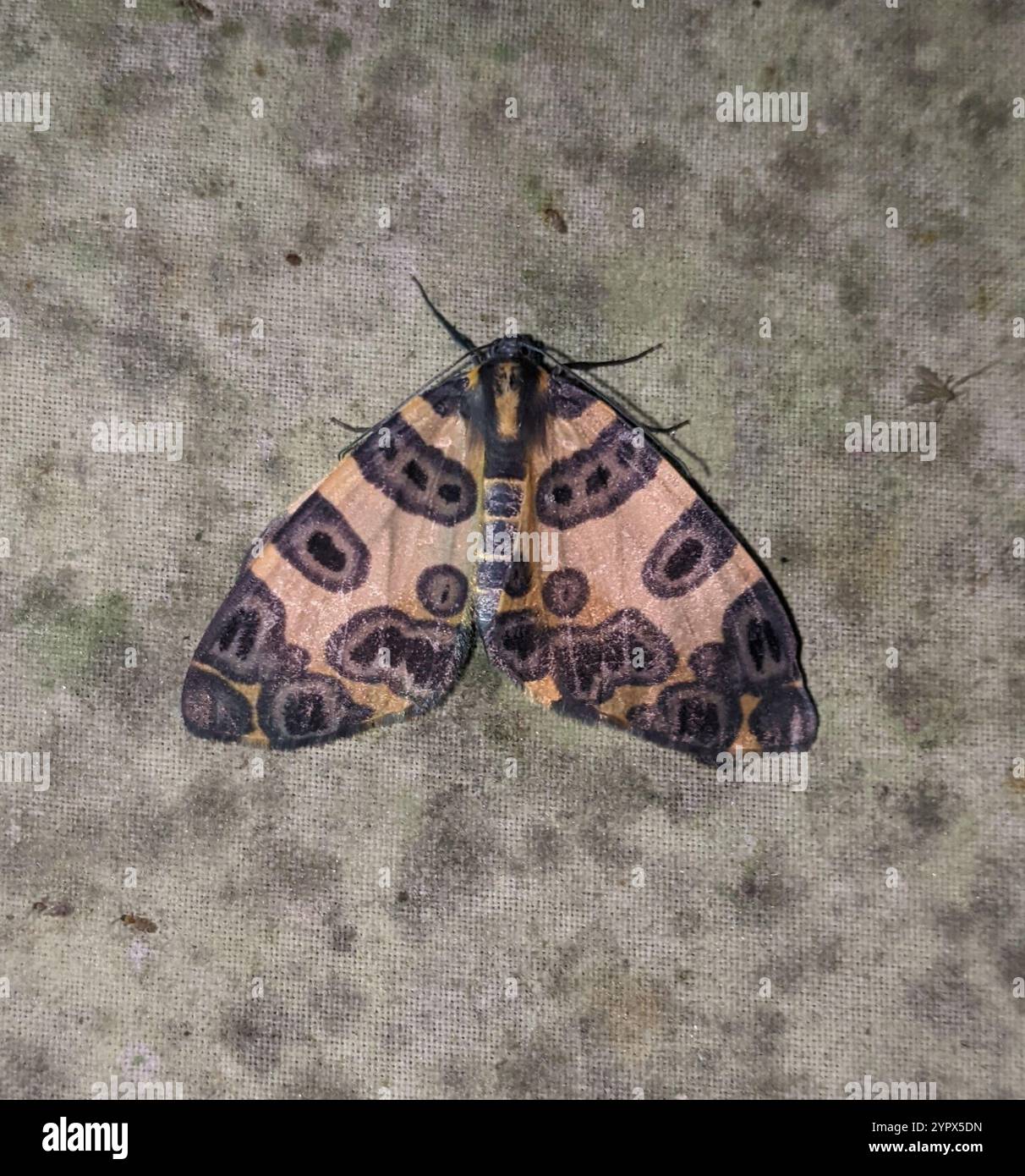 Leopard moths hi-res stock photography and images - Alamy