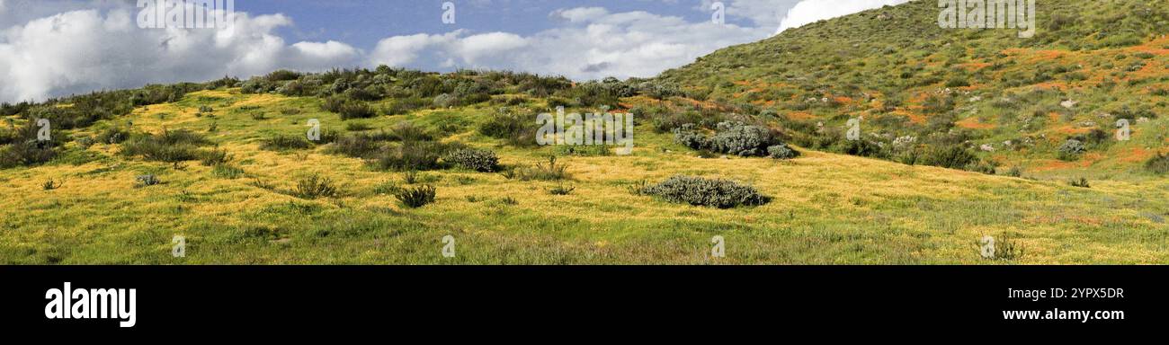 Panoramic view of California Golden Poppy and Goldfields blooming in ...