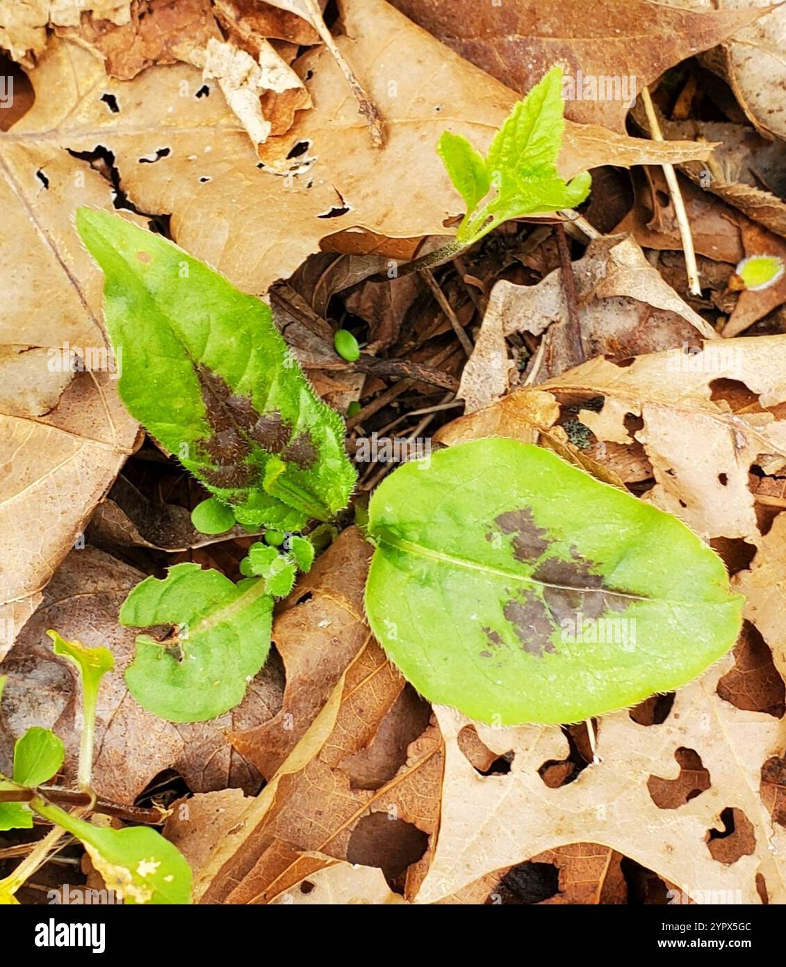 American jumpseed (Persicaria virginiana Stock Photo - Alamy