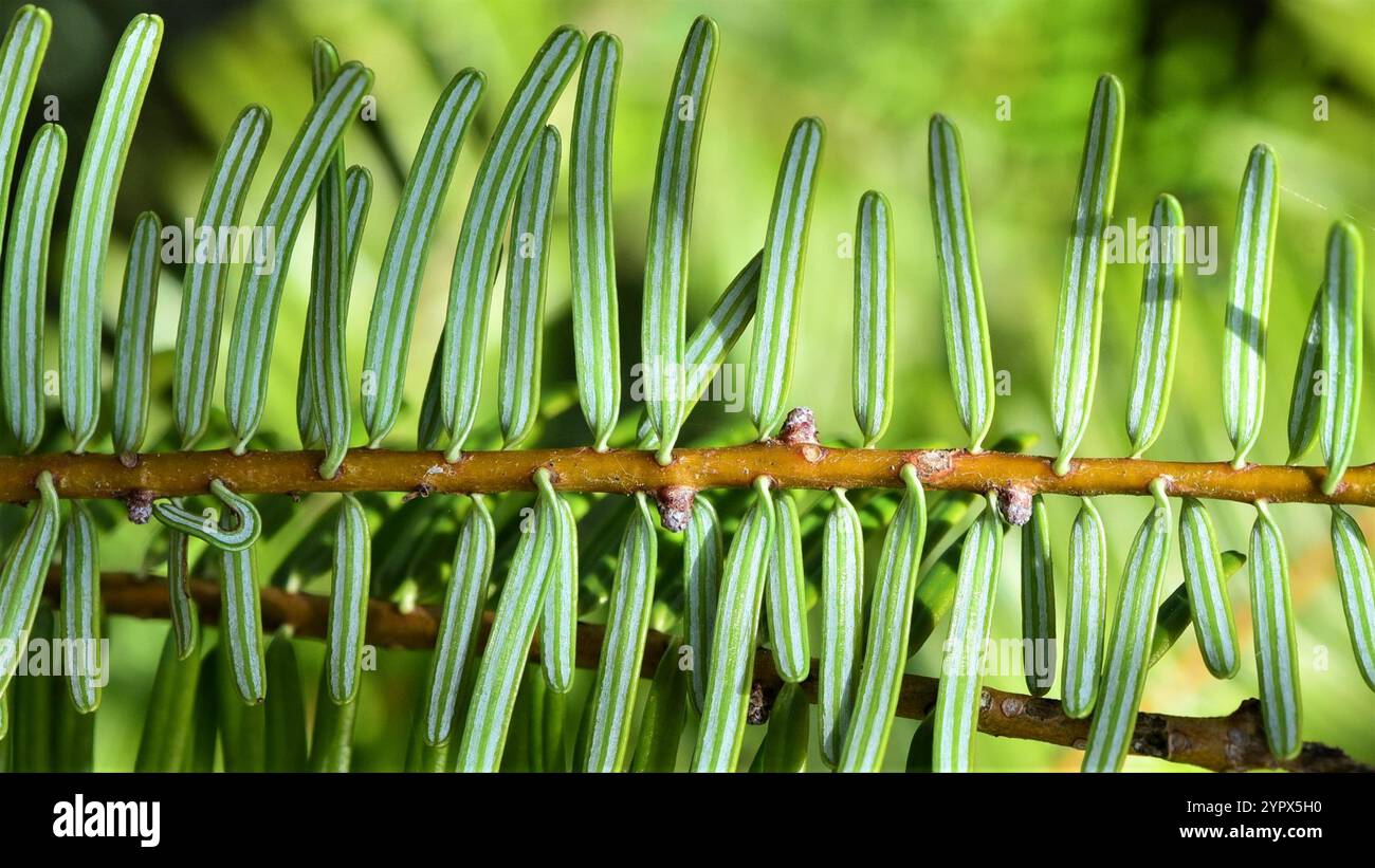 grand fir (Abies grandis Stock Photo - Alamy