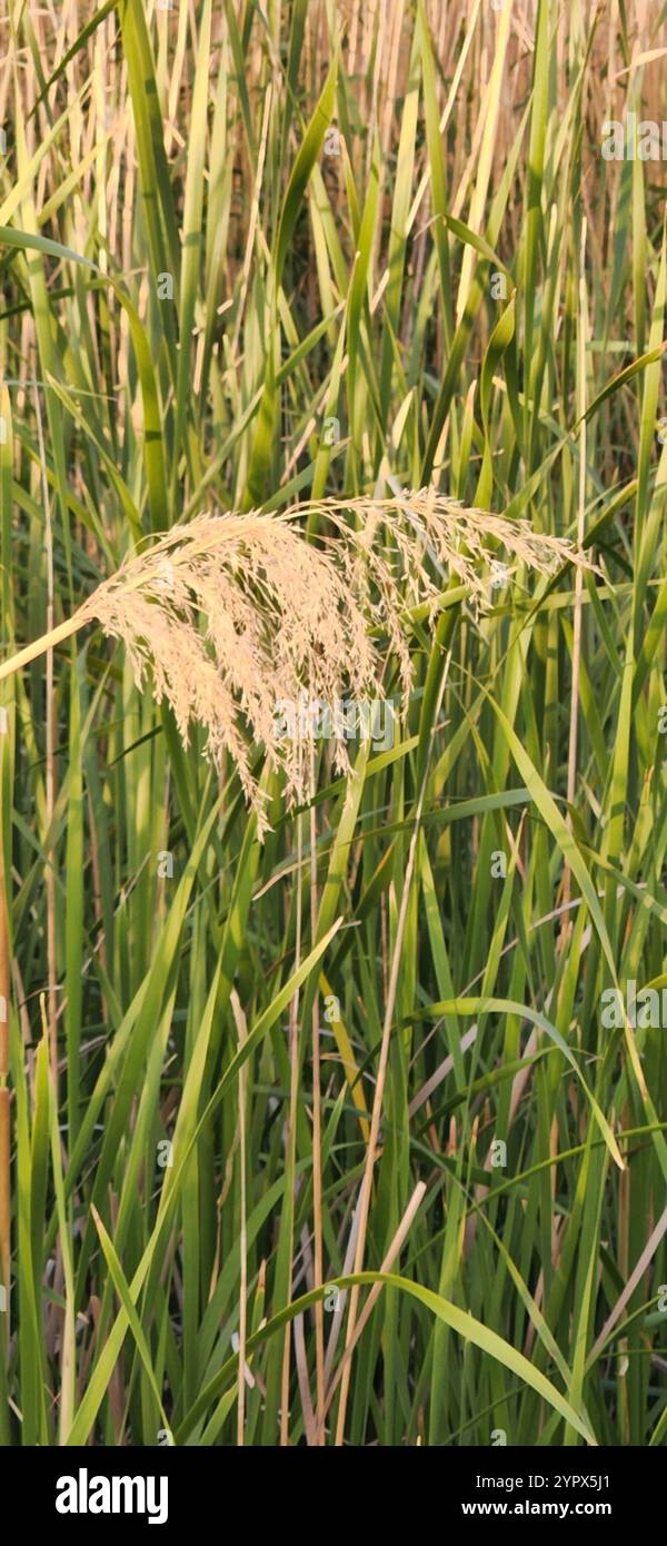 European reed (Phragmites australis australis Stock Photo - Alamy