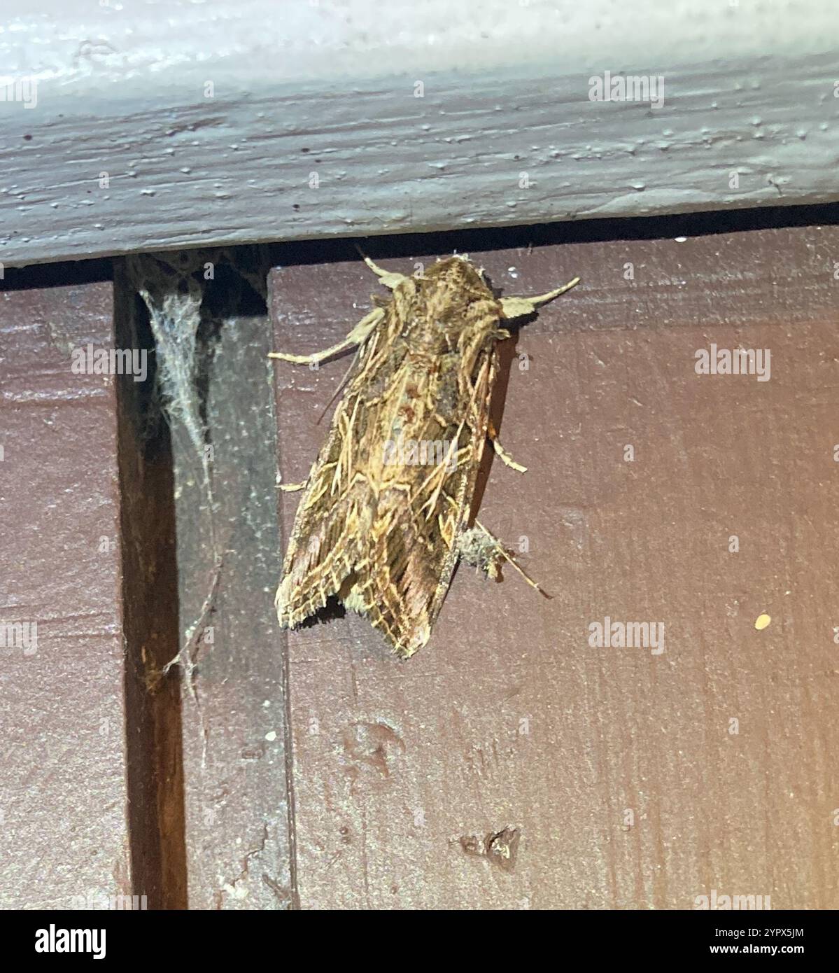 Oriental leafworm moth (Spodoptera litura Stock Photo - Alamy
