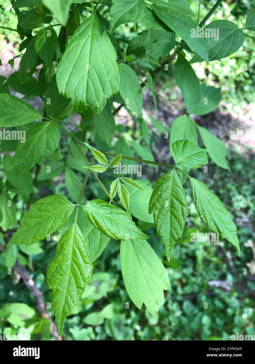 box elder (Acer negundo Stock Photo - Alamy