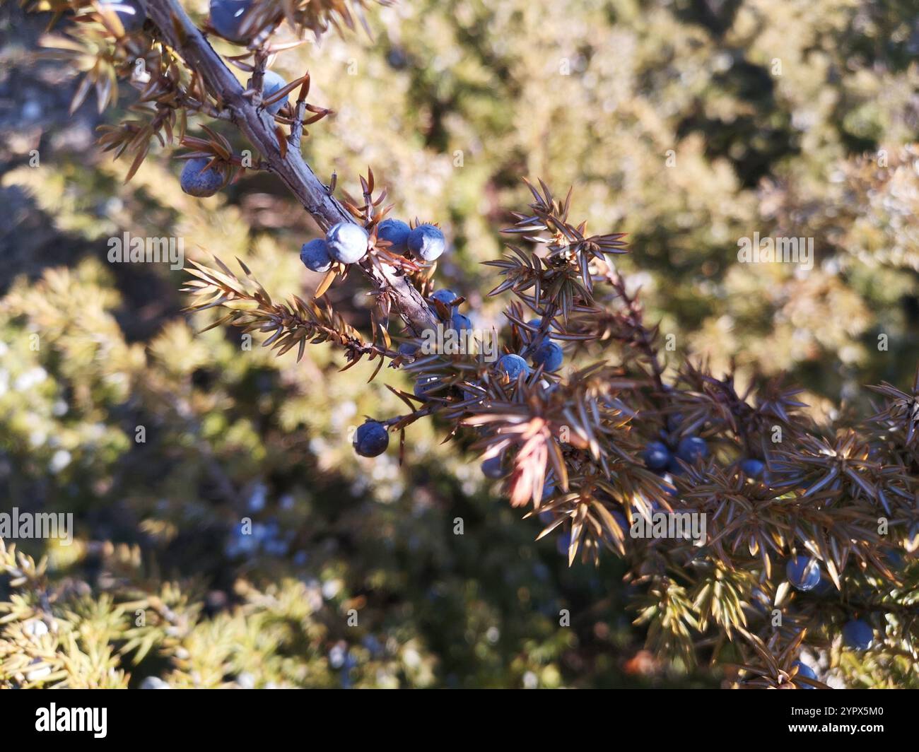 common juniper (Juniperus communis Stock Photo - Alamy