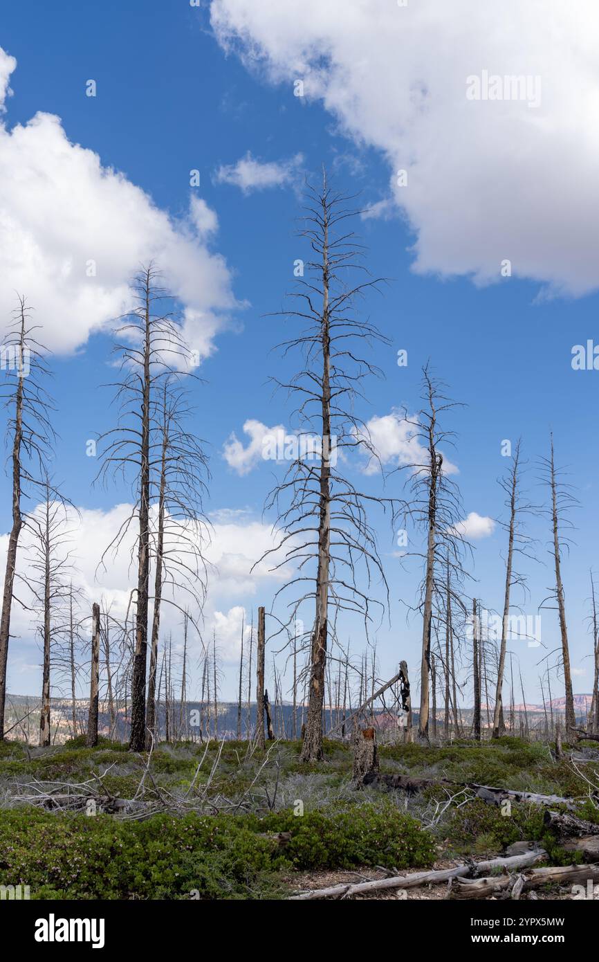 Fire destroyed forest hi-res stock photography and images - Alamy