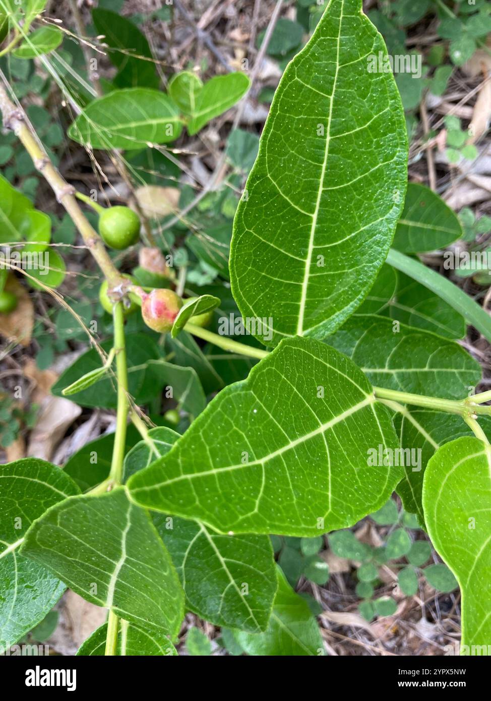 Sandpaper fig hi-res stock photography and images - Alamy