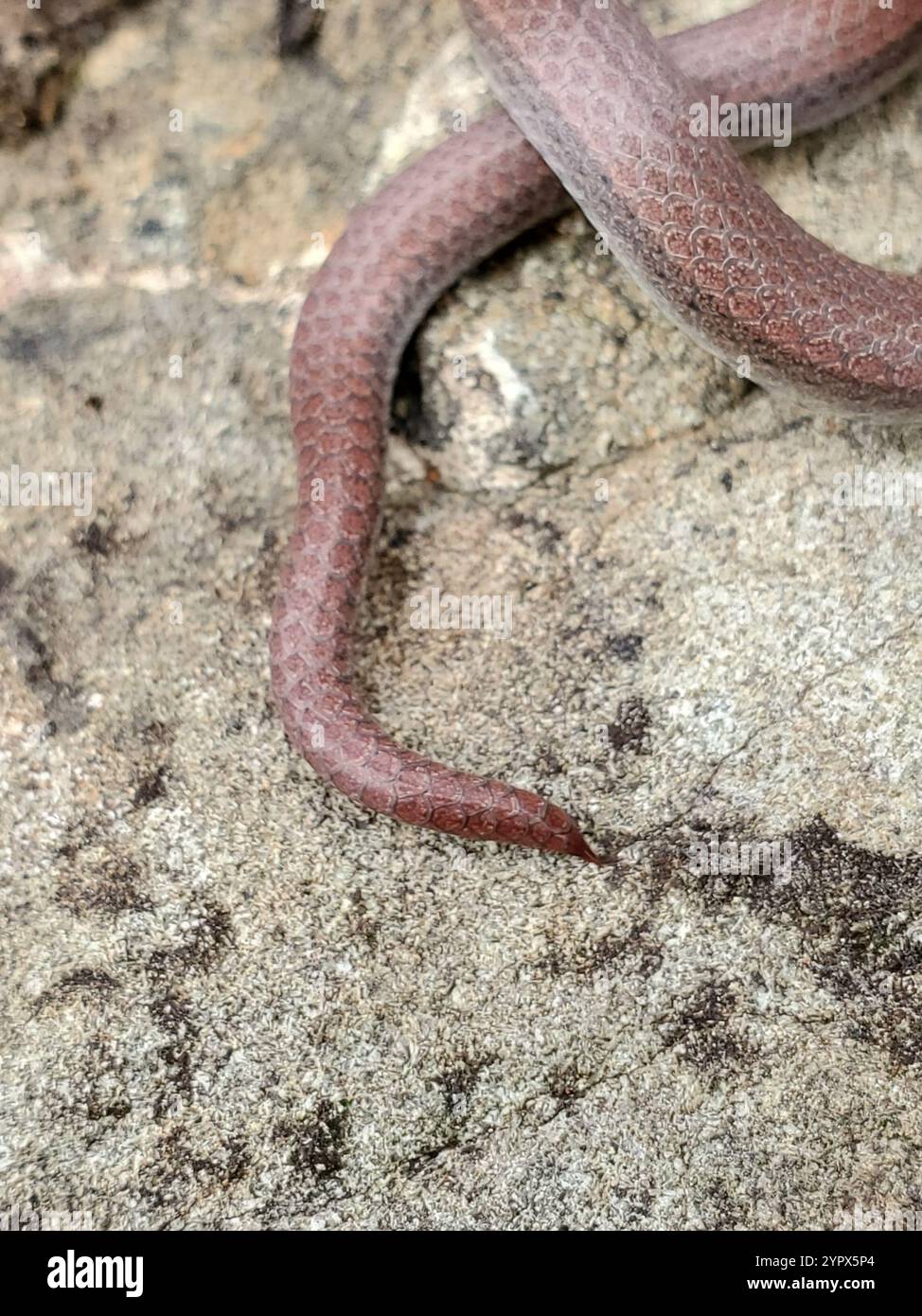 Sharp-tailed Snake (Contia tenuis Stock Photo - Alamy