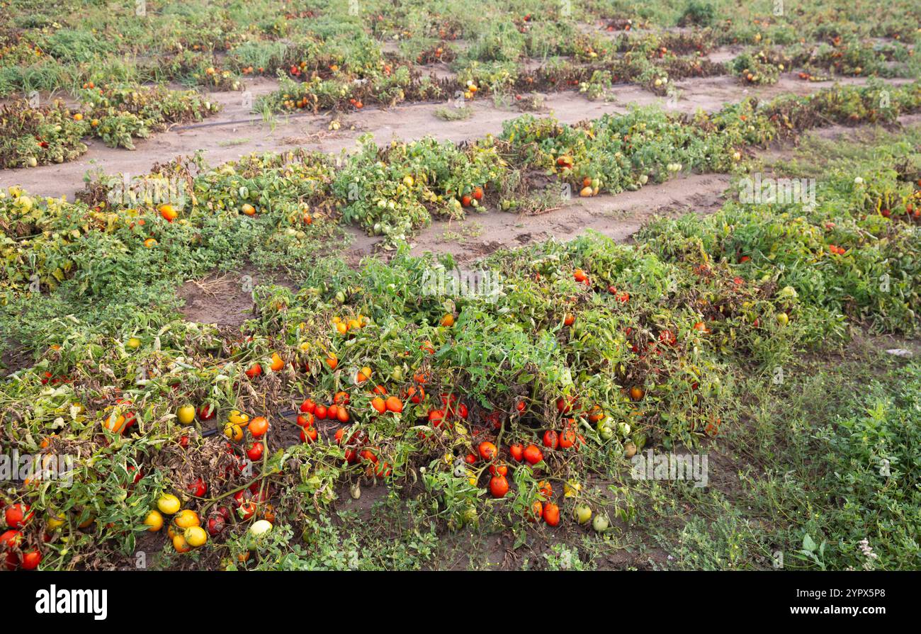 Hail-beaten tomatoes following a natural disaster on farm field Stock ...