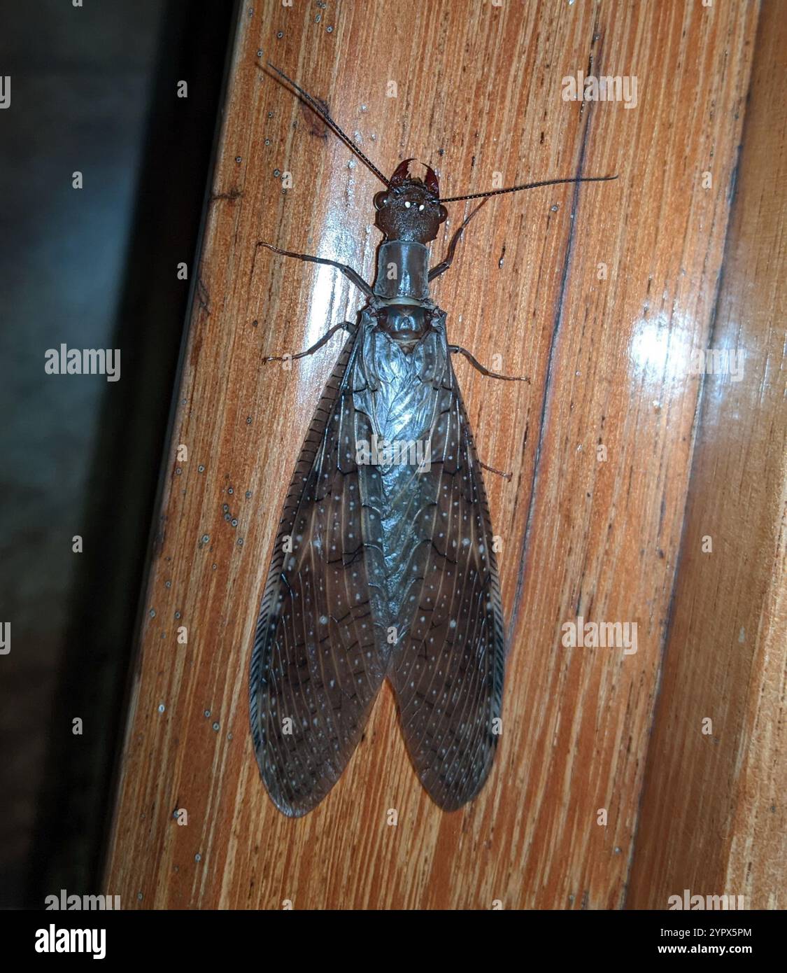 American Dobsonflies (Corydalus Stock Photo - Alamy