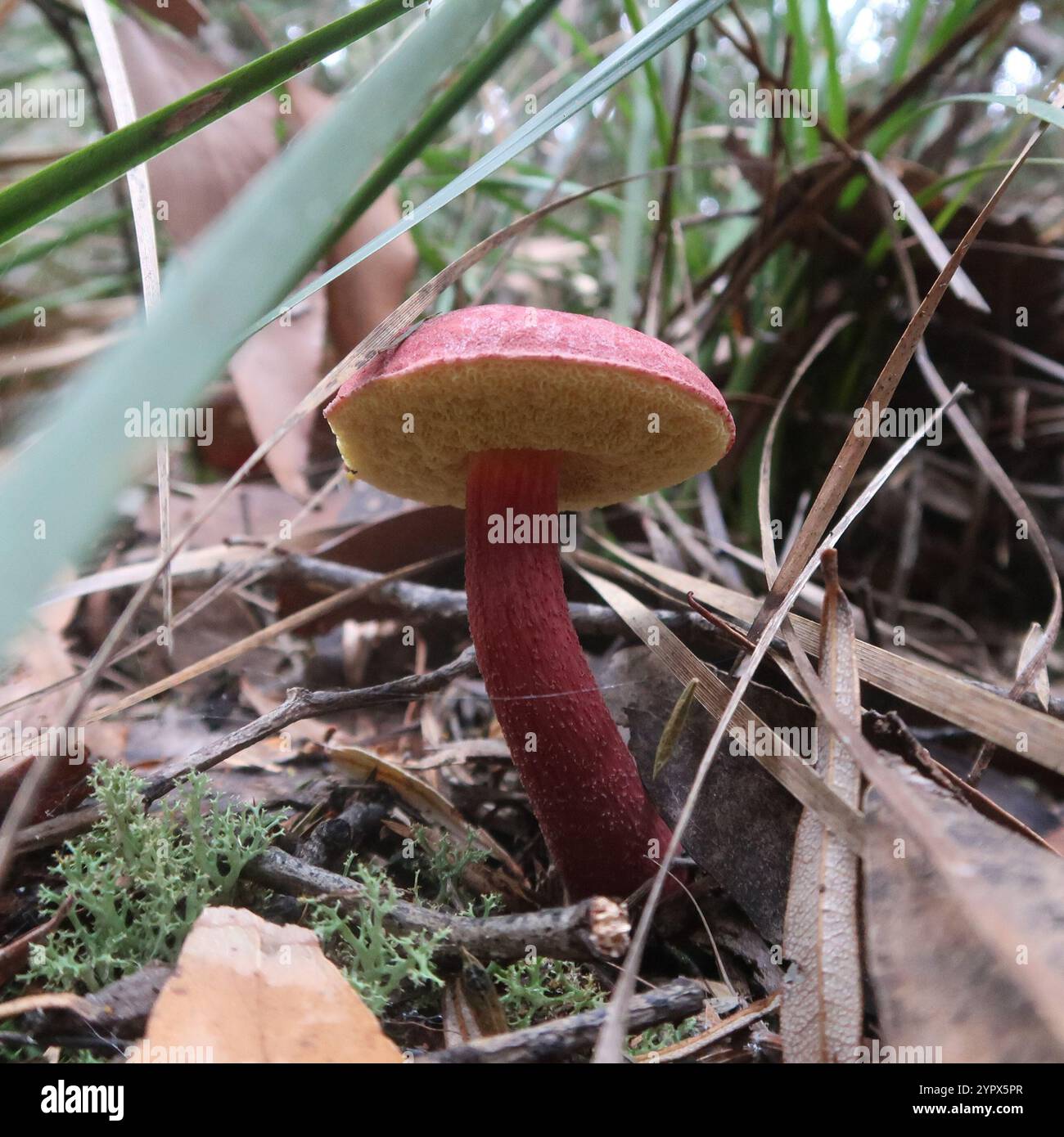 rhubarb bolete (Boletellus obscurecoccineus Stock Photo - Alamy