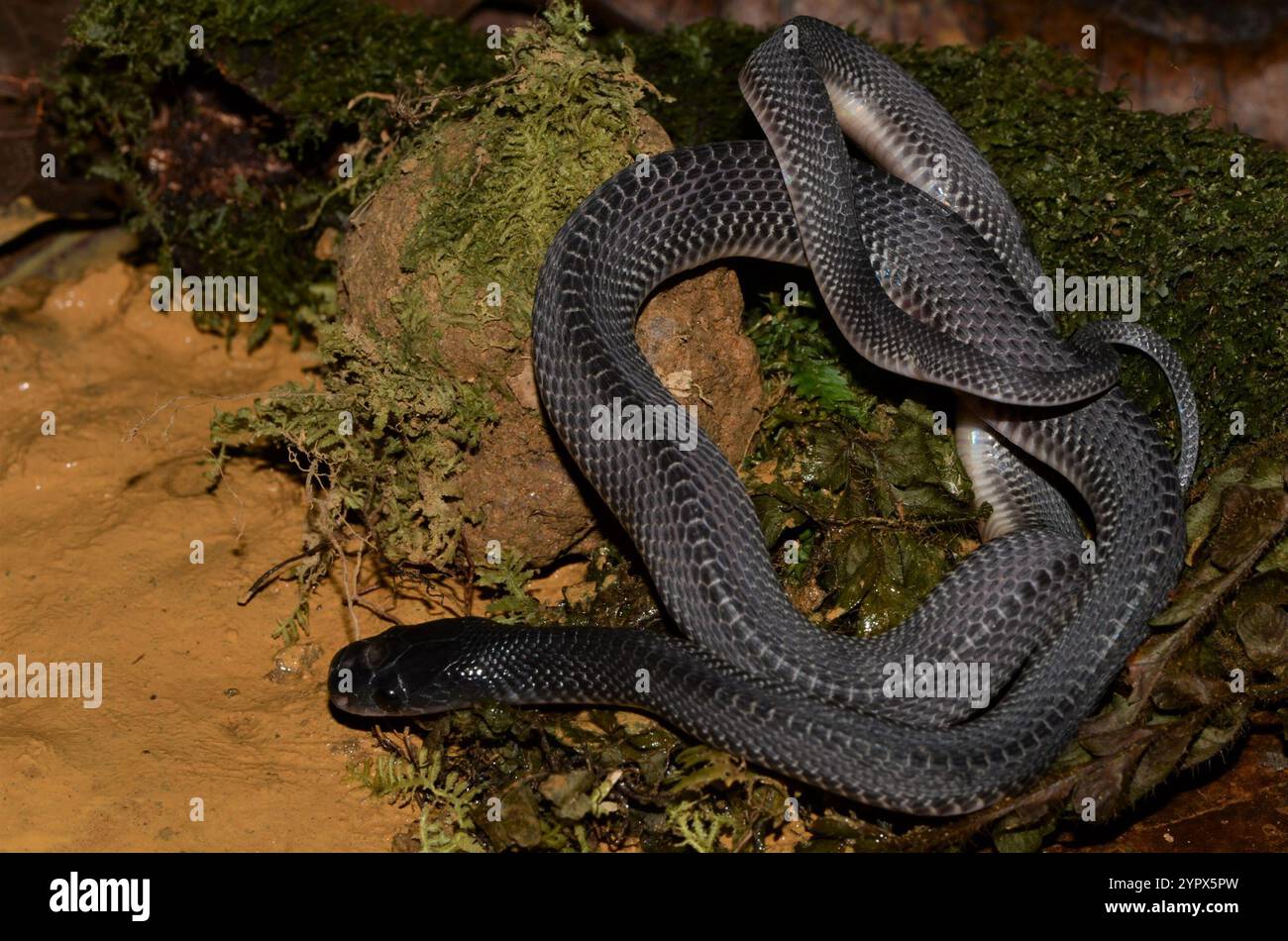 Central African Forest File Snake (Limaformosa savorgnani Stock Photo ...
