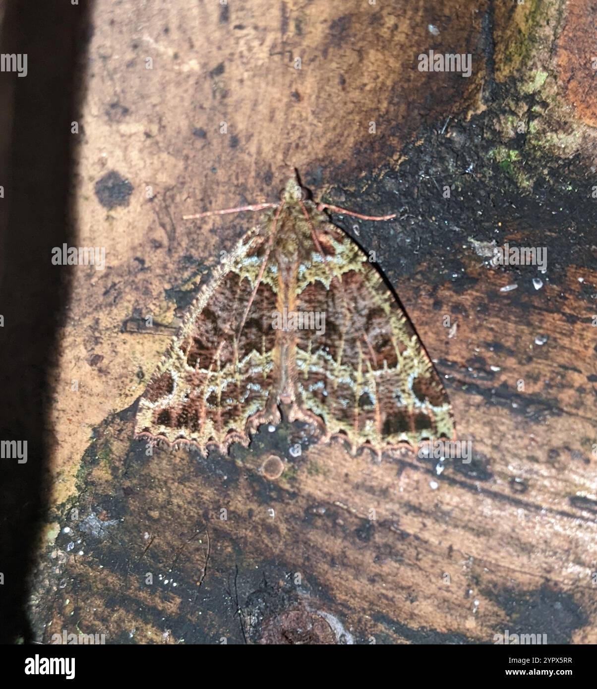 Butterflies and Moths (Lepidoptera Stock Photo - Alamy