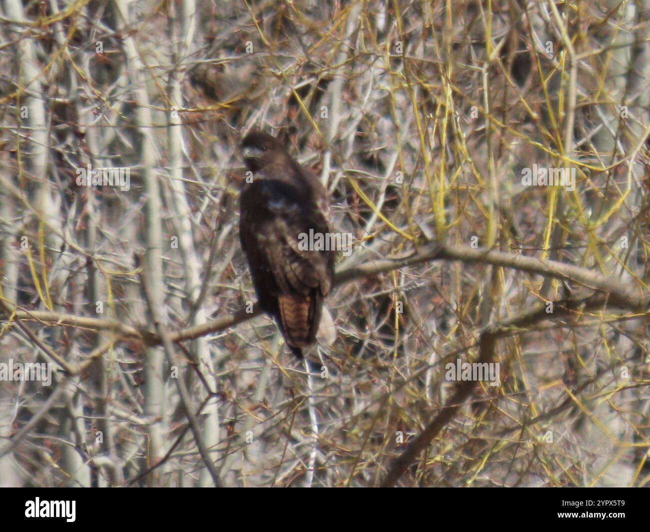 Western red tailed hawk hi-res stock photography and images - Alamy