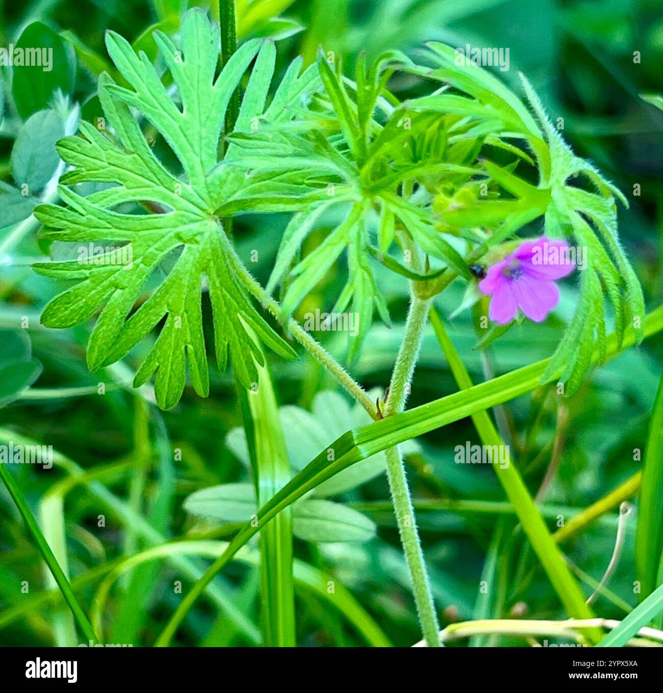 Cut-leaved crane's-bill (Geranium dissectum Stock Photo - Alamy