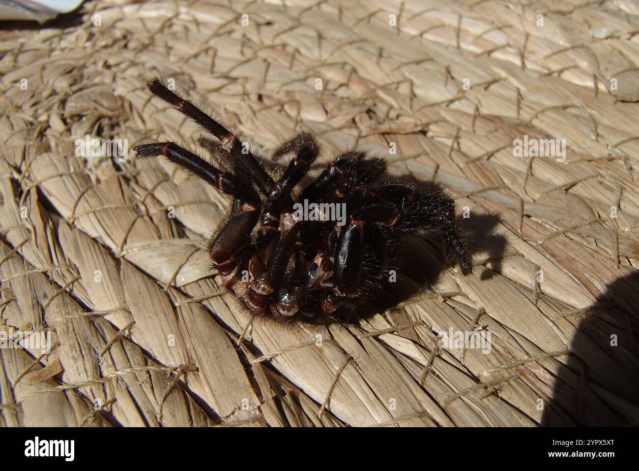 Australian Funnel-web Spiders (Atracidae Stock Photo - Alamy