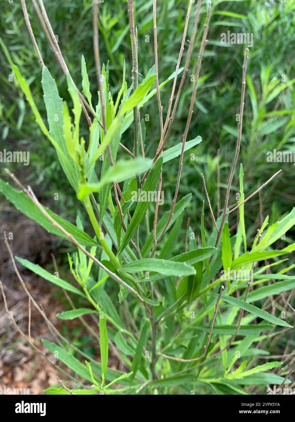 Poverty Weed (Baccharis neglecta Stock Photo - Alamy