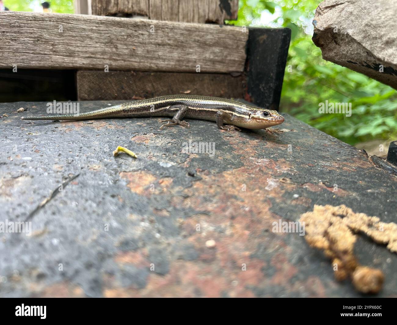 Common Five-lined Skink (Plestiodon fasciatus Stock Photo - Alamy