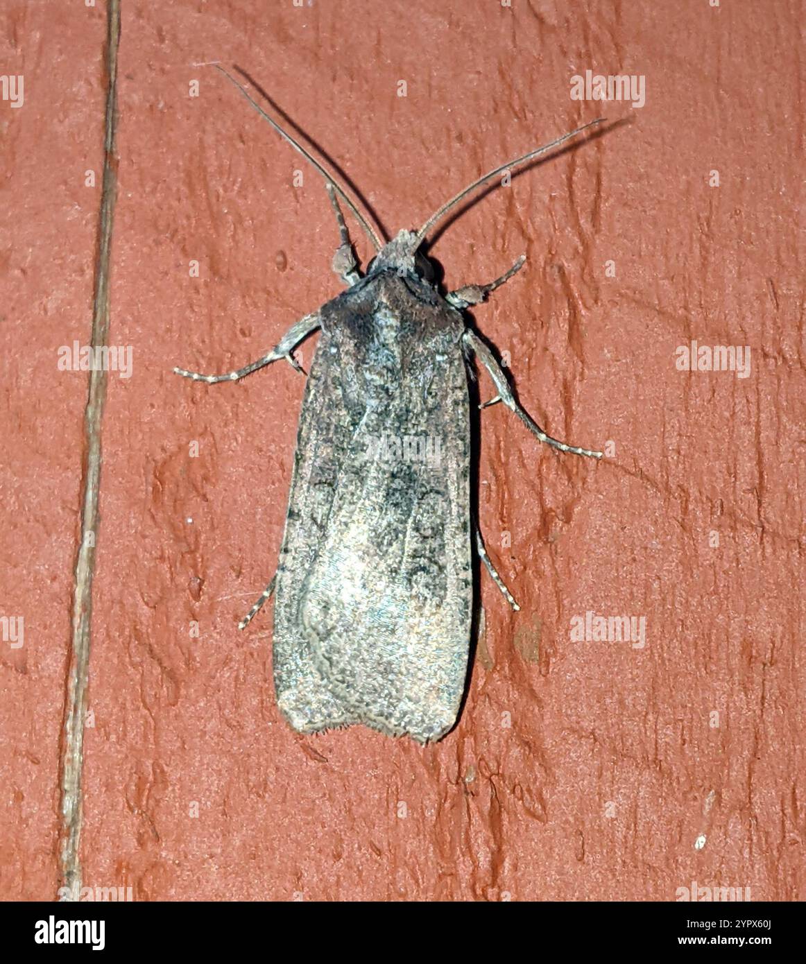 Variegated Cutworm Moth (Peridroma saucia Stock Photo - Alamy