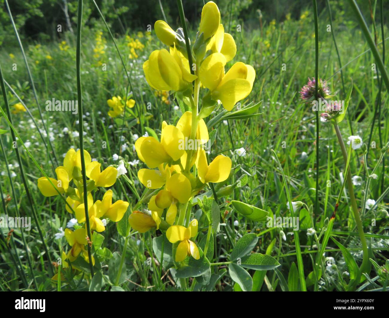 Golden bean (Thermopsis rhombifolia Stock Photo - Alamy