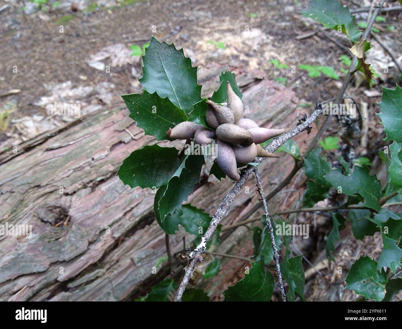 Beaked Spindle Gall Wasp (Heteroecus pacificus Stock Photo - Alamy