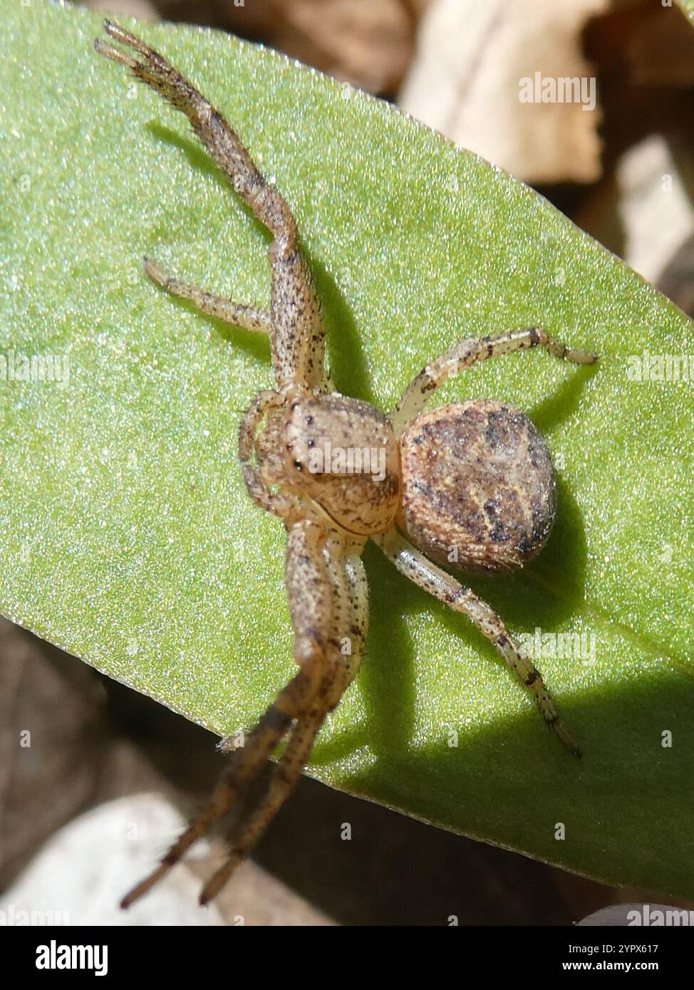 Crab Spiders (Thomisidae Stock Photo - Alamy