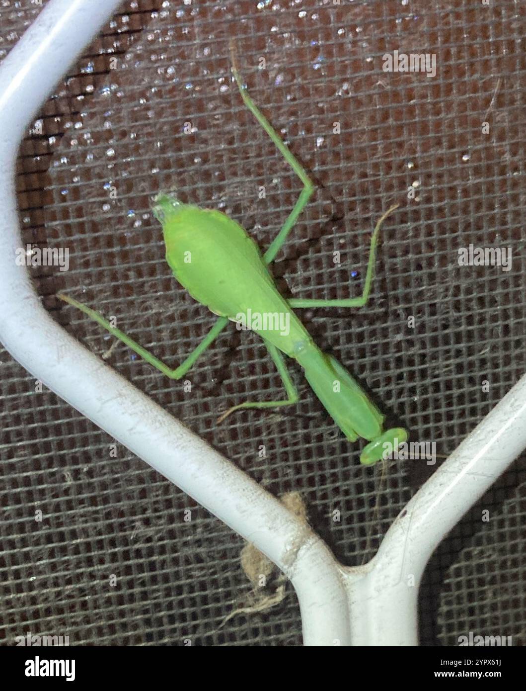 South African Mantis (Miomantis caffra Stock Photo - Alamy