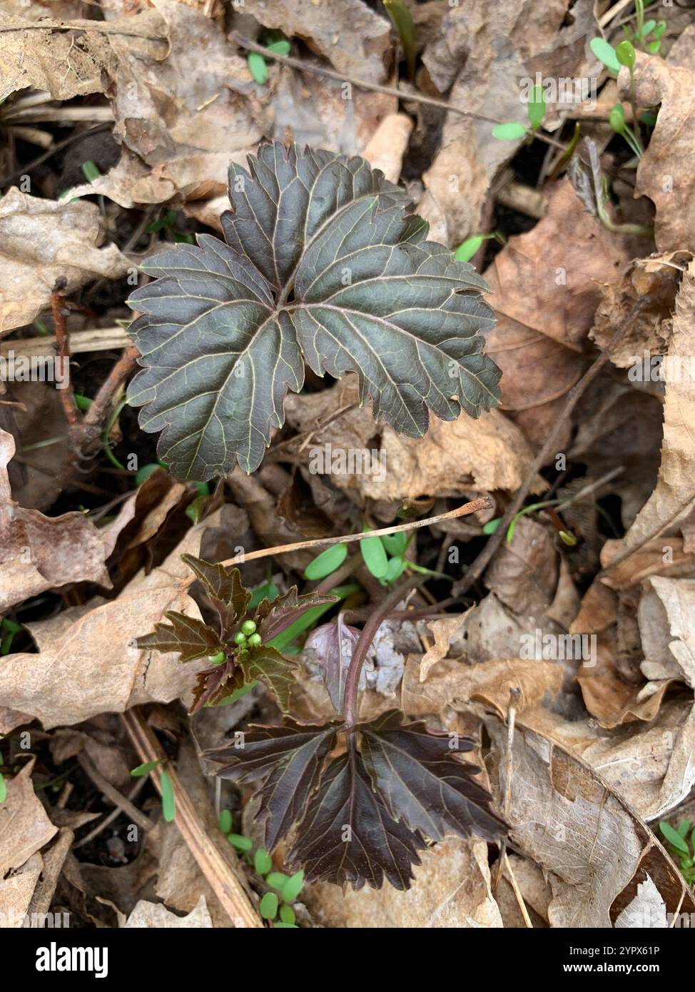 Two-leaved Toothwort (Cardamine diphylla Stock Photo - Alamy