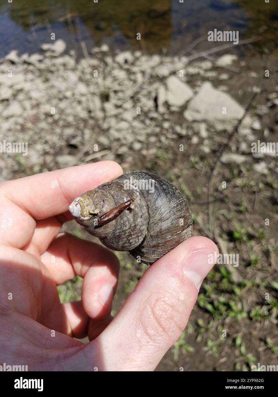 Chinese Mystery Snail (Cipangopaludina chinensis Stock Photo - Alamy