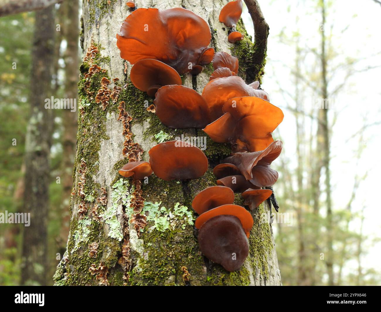 Jelly Tree Ear (Auricularia americana Stock Photo - Alamy