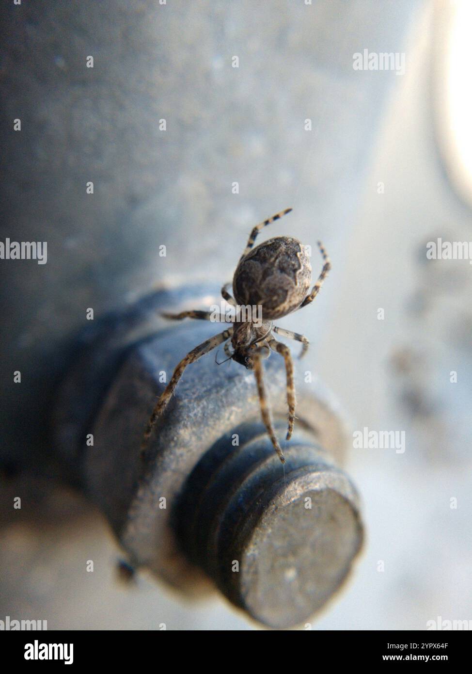 Larinioides sclopetarius spider hi-res stock photography and images - Alamy