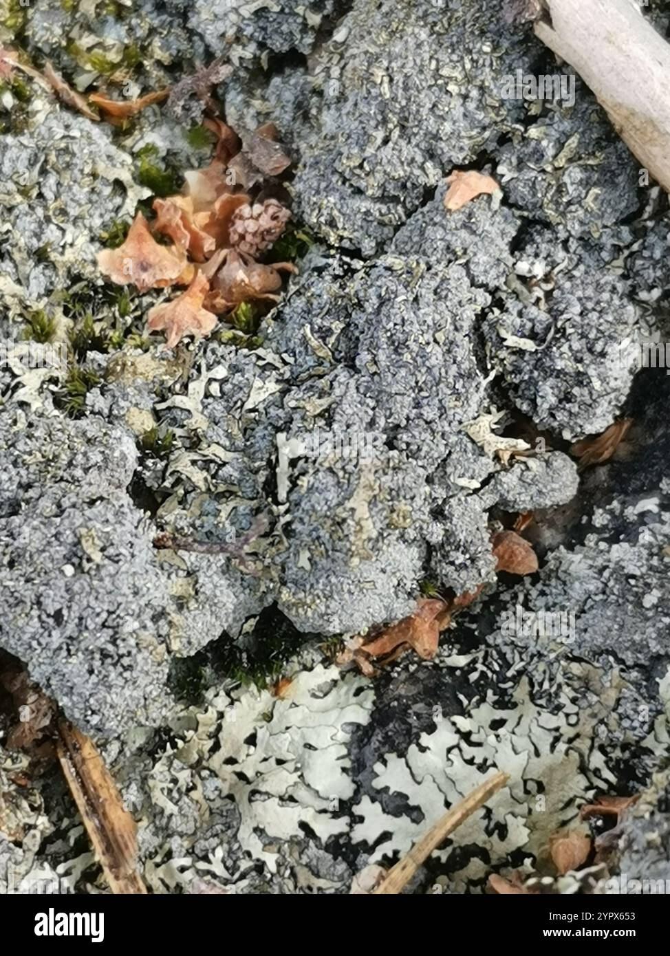 common lichens (Lecanoromycetes Stock Photo - Alamy