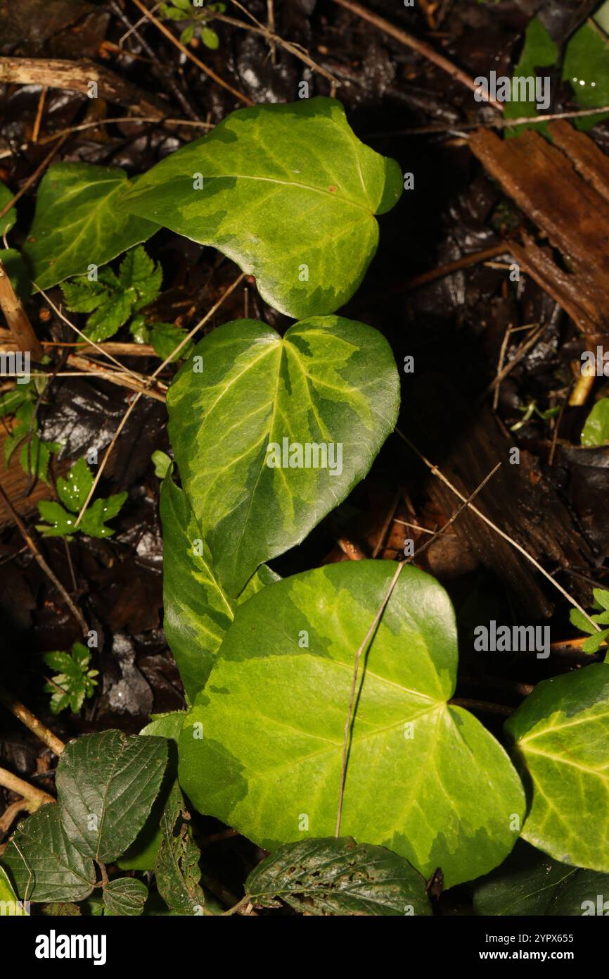Persian Ivy (Hedera colchica Stock Photo - Alamy
