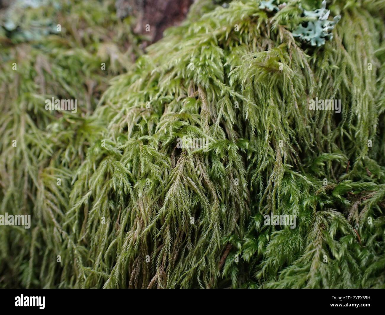 Cat's Tail Moss (Pseudisothecium stoloniferum Stock Photo - Alamy