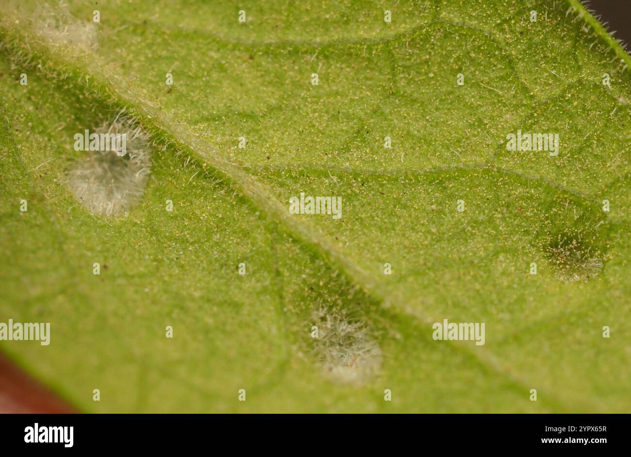 Gall and Rust Mites (Eriophyidae Stock Photo - Alamy