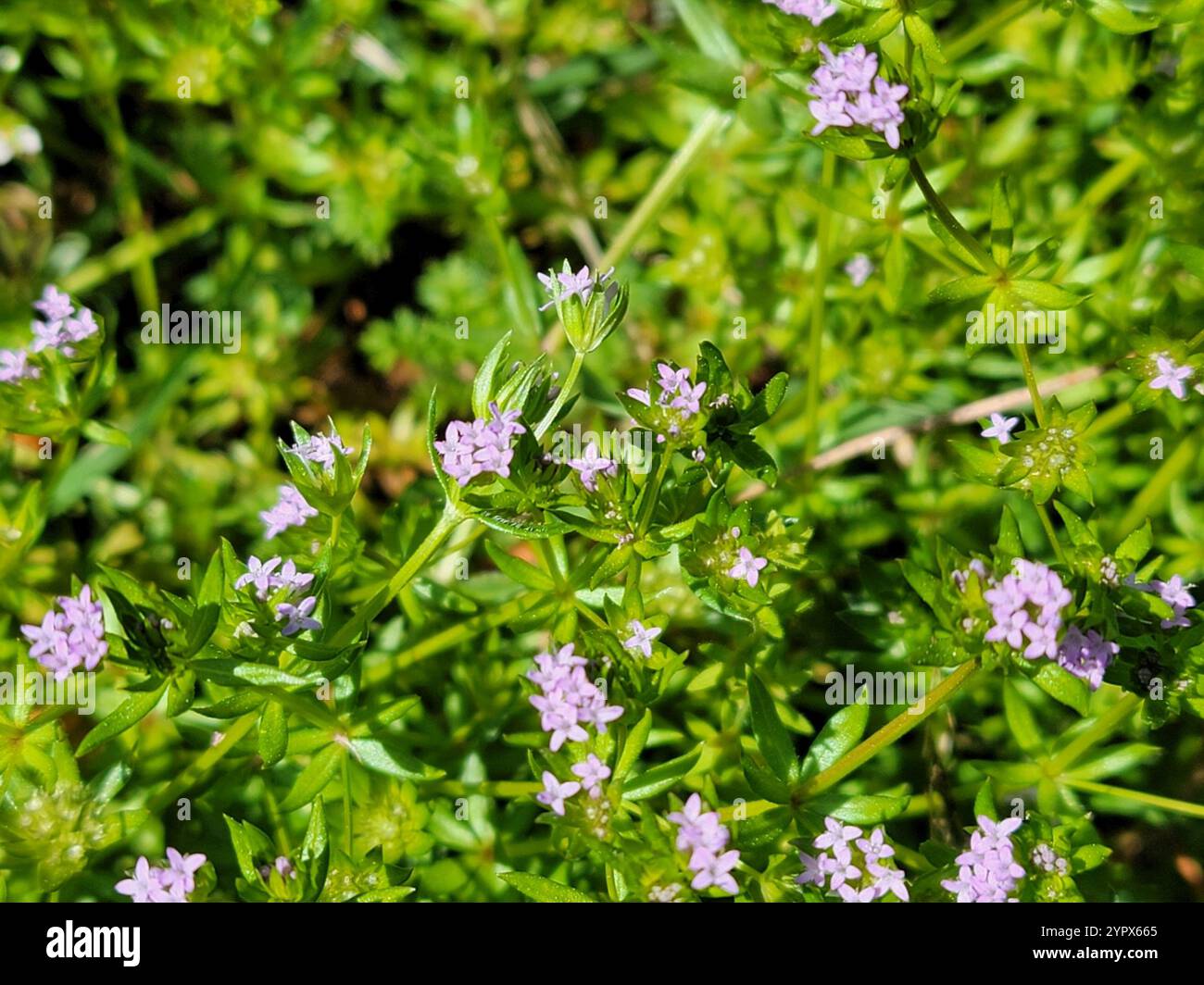 Field madder (Sherardia arvensis Stock Photo - Alamy