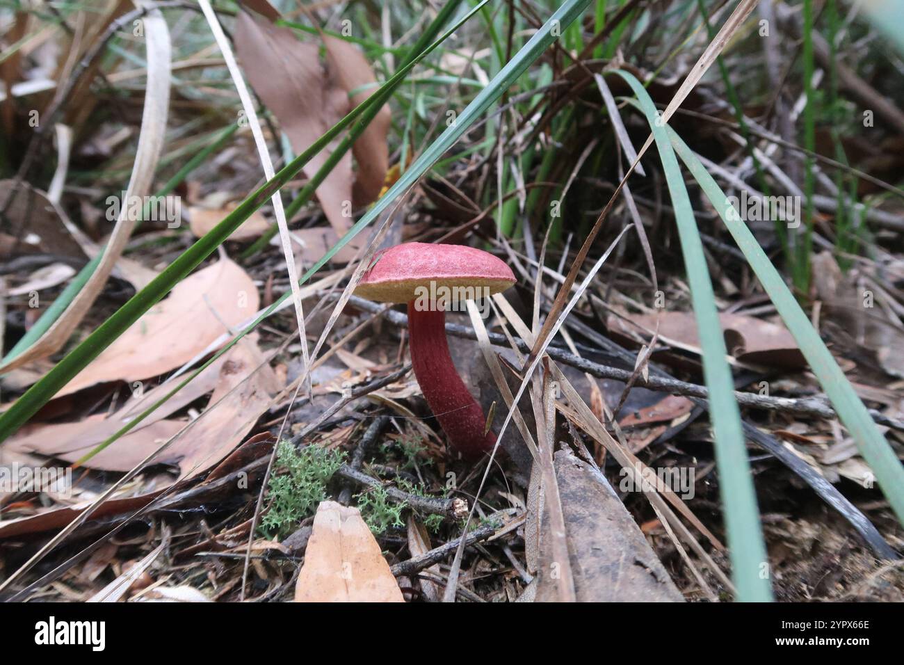 rhubarb bolete (Boletellus obscurecoccineus Stock Photo - Alamy