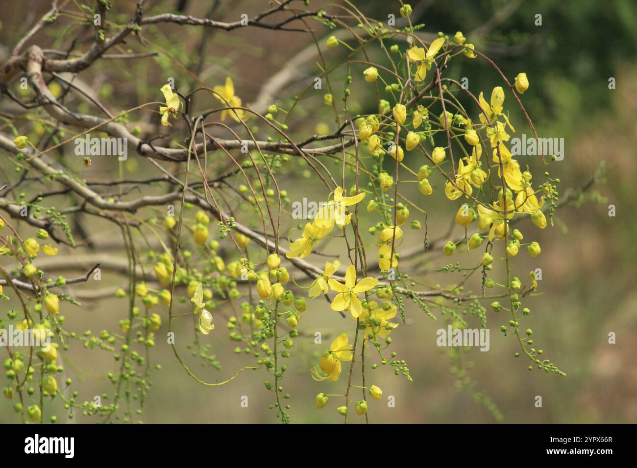Golden shower tree (Cassia fistula Stock Photo - Alamy