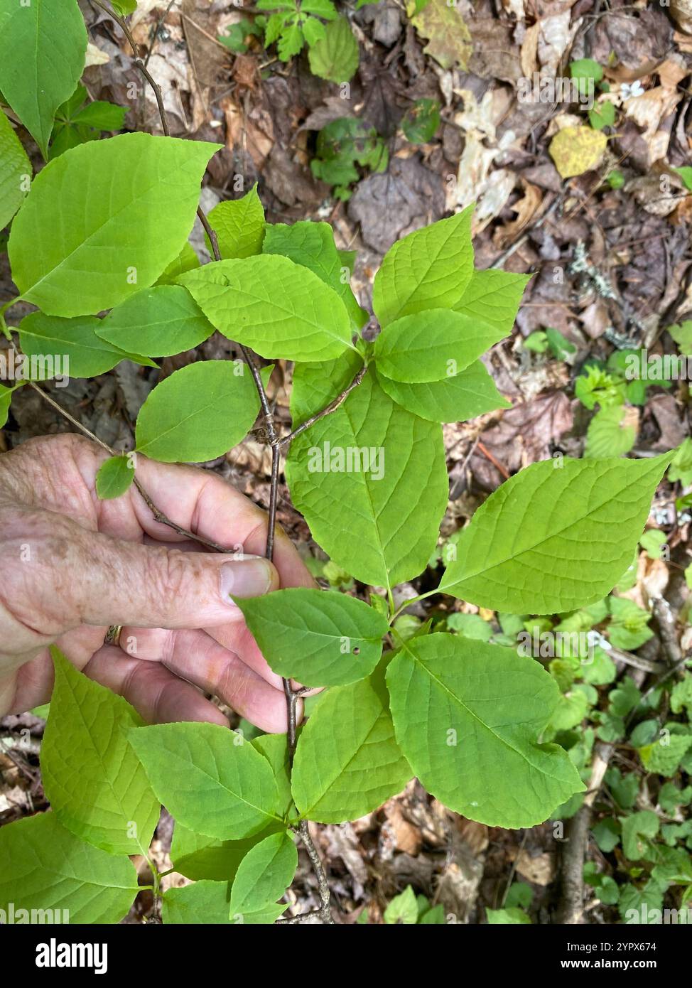 mountain silverbell (Halesia tetraptera Stock Photo - Alamy