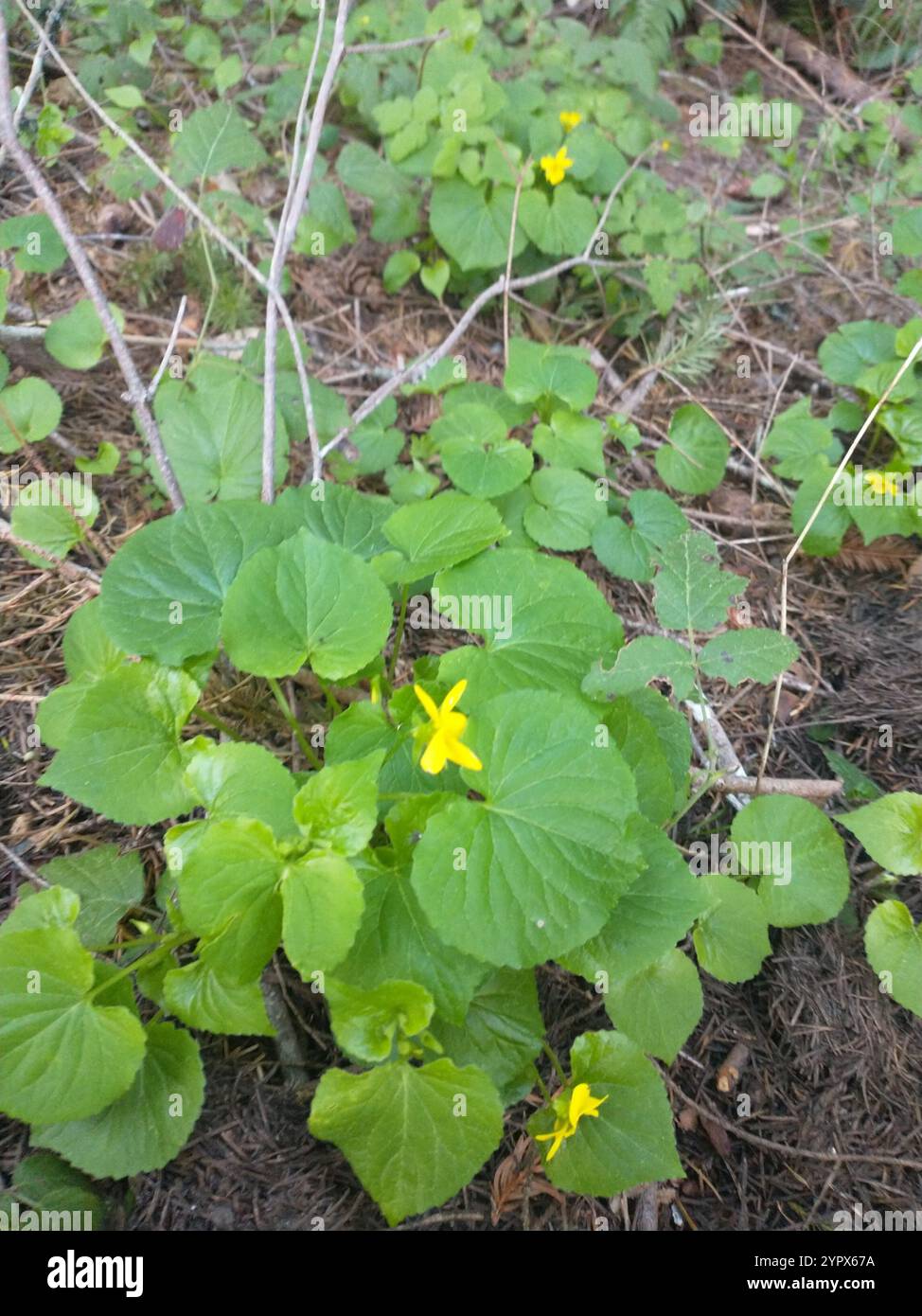 stream violet (Viola glabella Stock Photo - Alamy