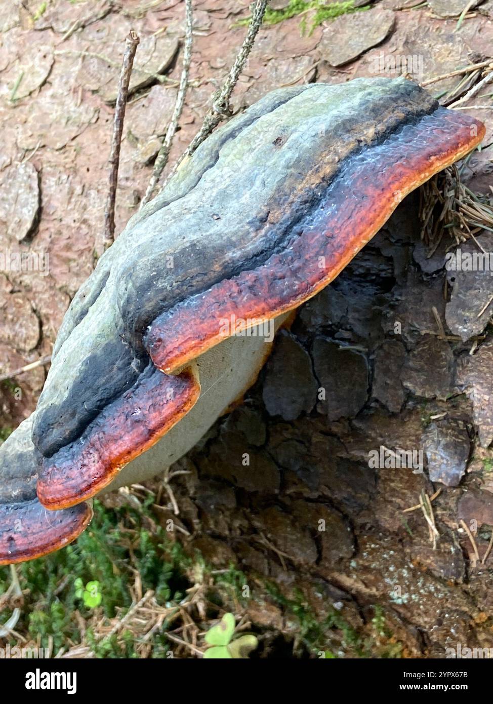 Red-banded Polypore (Fomitopsis pinicola Stock Photo - Alamy