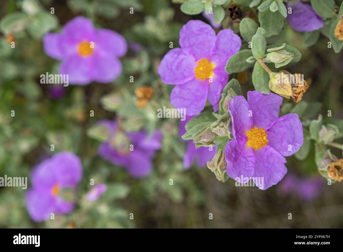 White leaved rock roses hi-res stock photography and images - Alamy