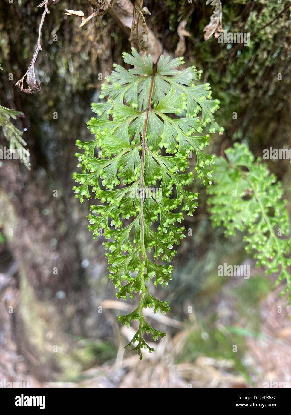 drooping filmy fern (Hymenophyllum demissum Stock Photo - Alamy