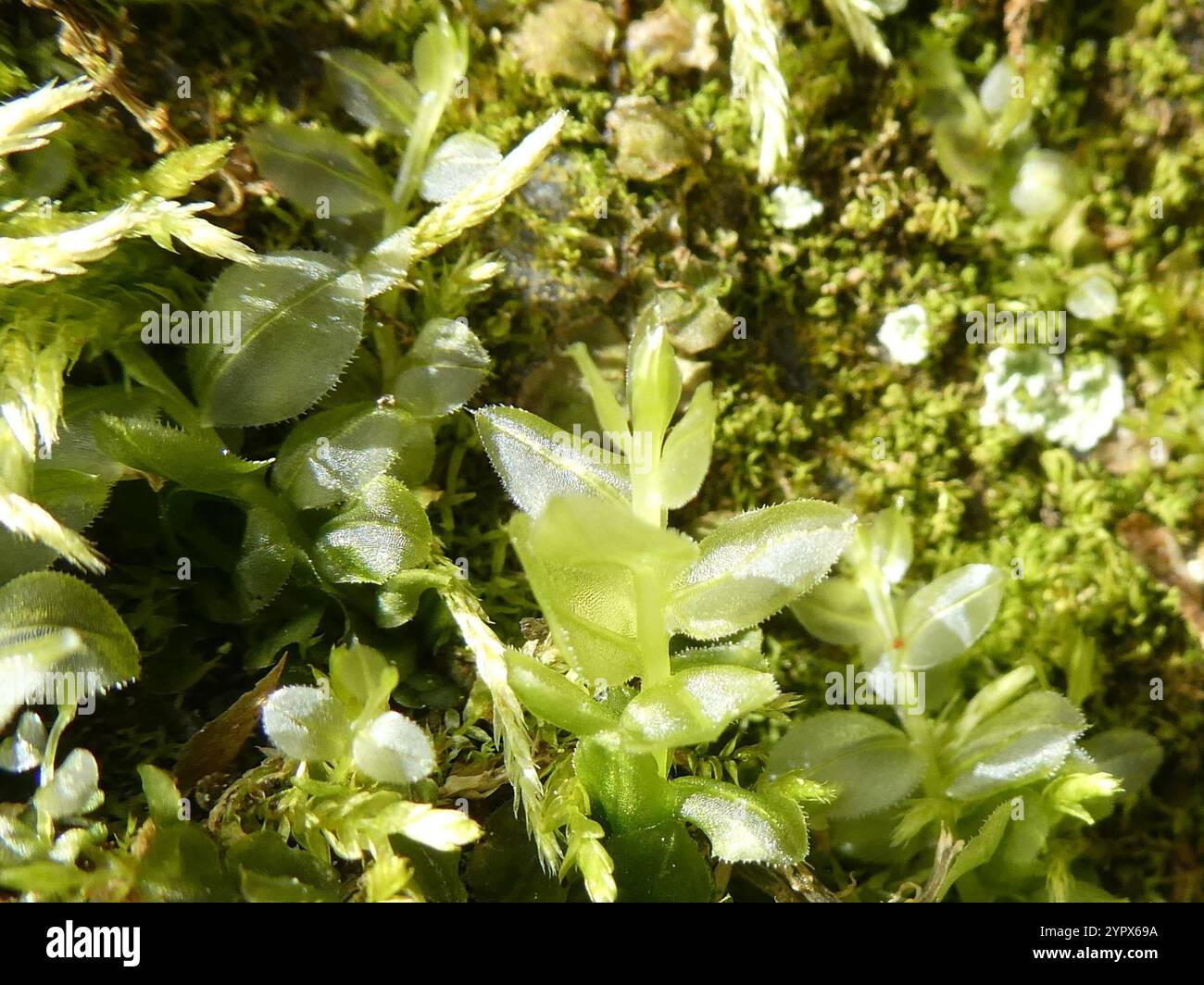 Wavy-leaf Moss (Plagiomnium ciliare Stock Photo - Alamy