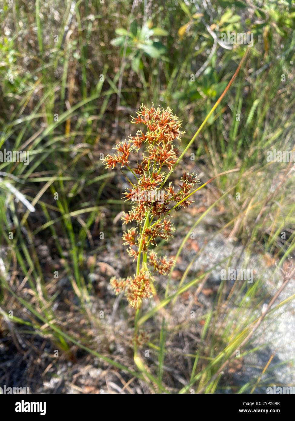 Swamp Sawgrass (Cladium mariscus Stock Photo - Alamy