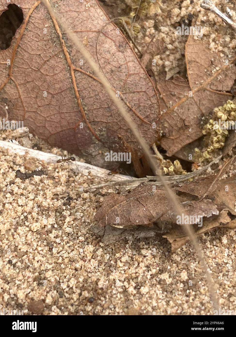 Yellow Pyramid Ant (Dorymyrmex flavus Stock Photo - Alamy
