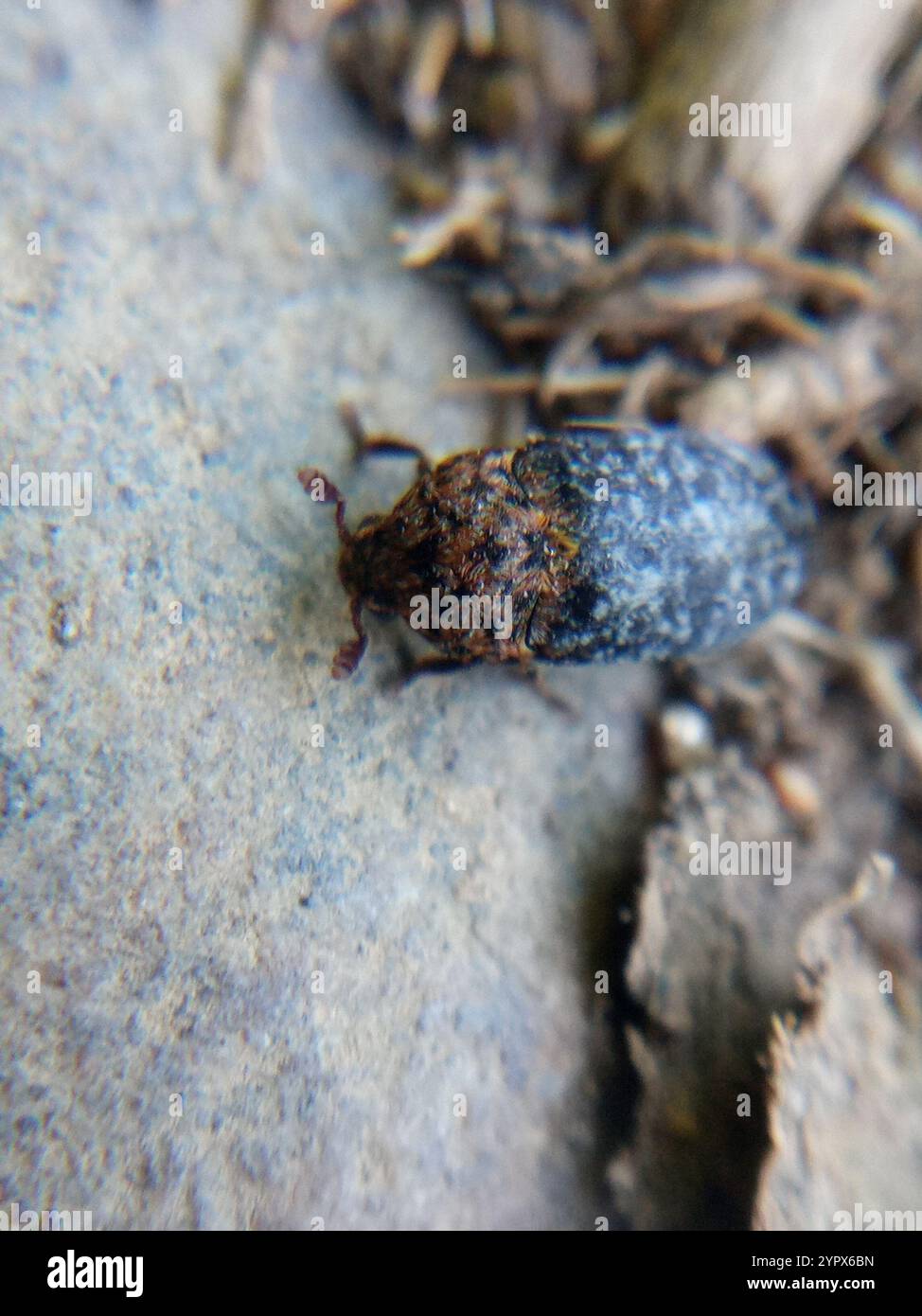 Dermestes undulatus hi-res stock photography and images - Alamy