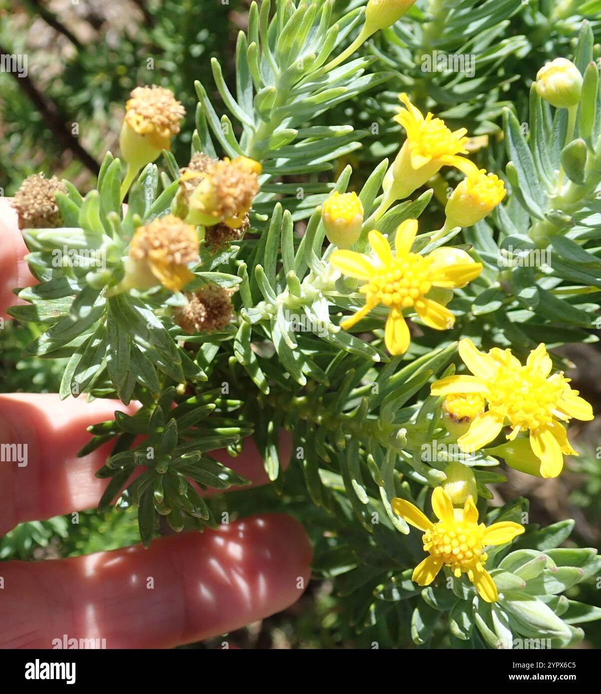 Euryops tysonii hi-res stock photography and images - Alamy